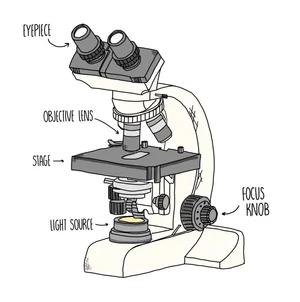 Cell structure — the science hive