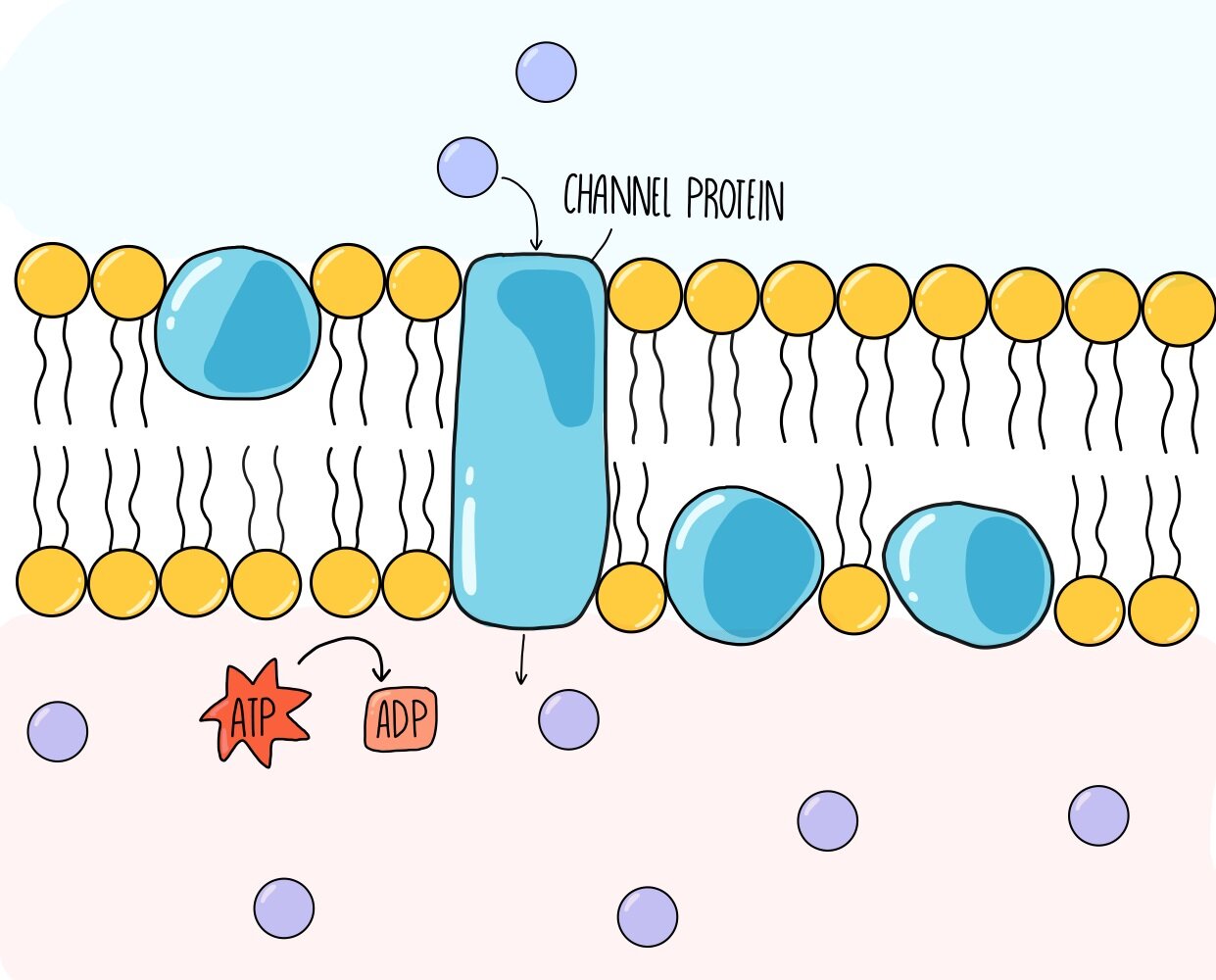 Transport in Cells (AQA) — the science sauce