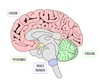 Homeostasis and the Nervous System — the science sauce