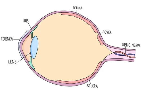 Homeostasis and the Nervous System — the science sauce