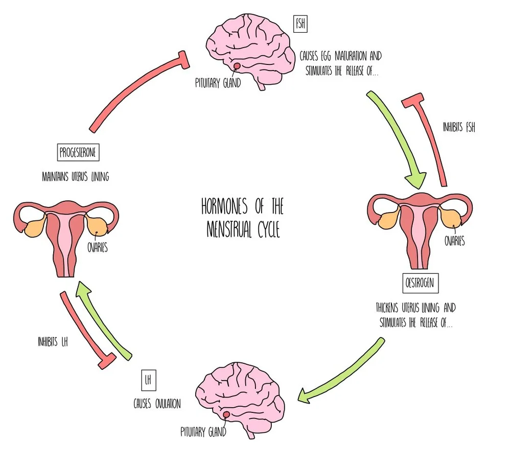 The hormonal system* — the science sauce