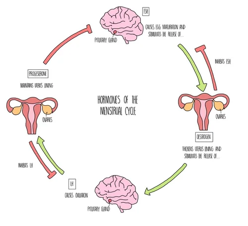 The hormonal system* — the science sauce