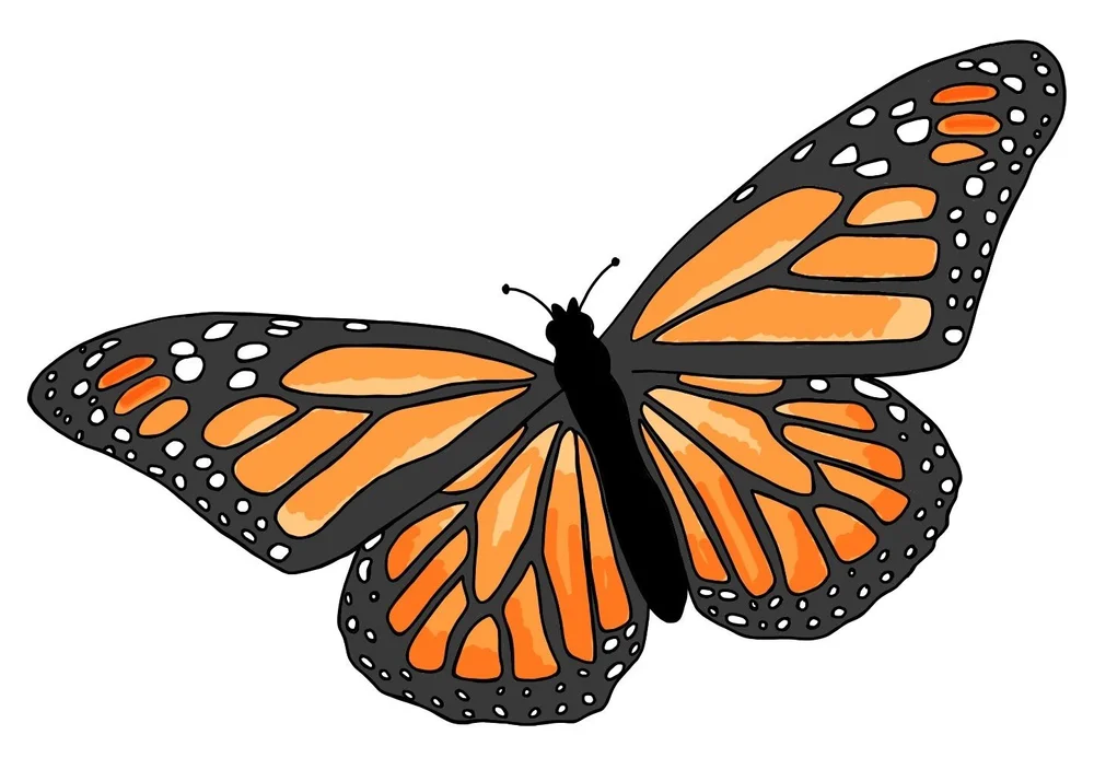 Organisation of an Ecosystem* — the science sauce