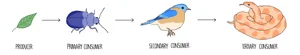 Trophic Levels — the science sauce