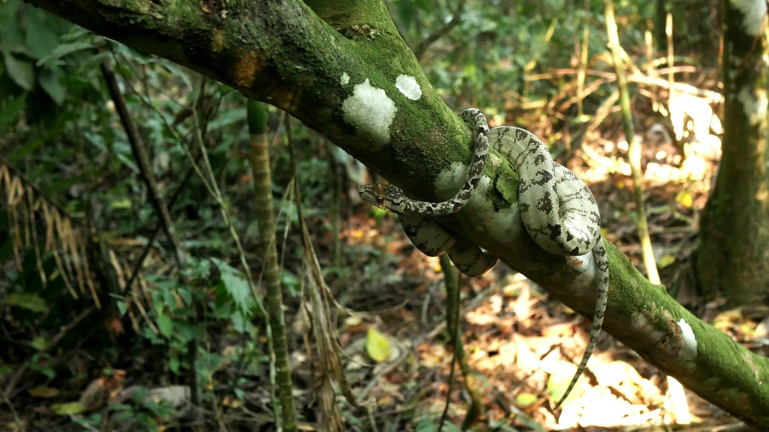Biodiversity (A Level) — the science hive
