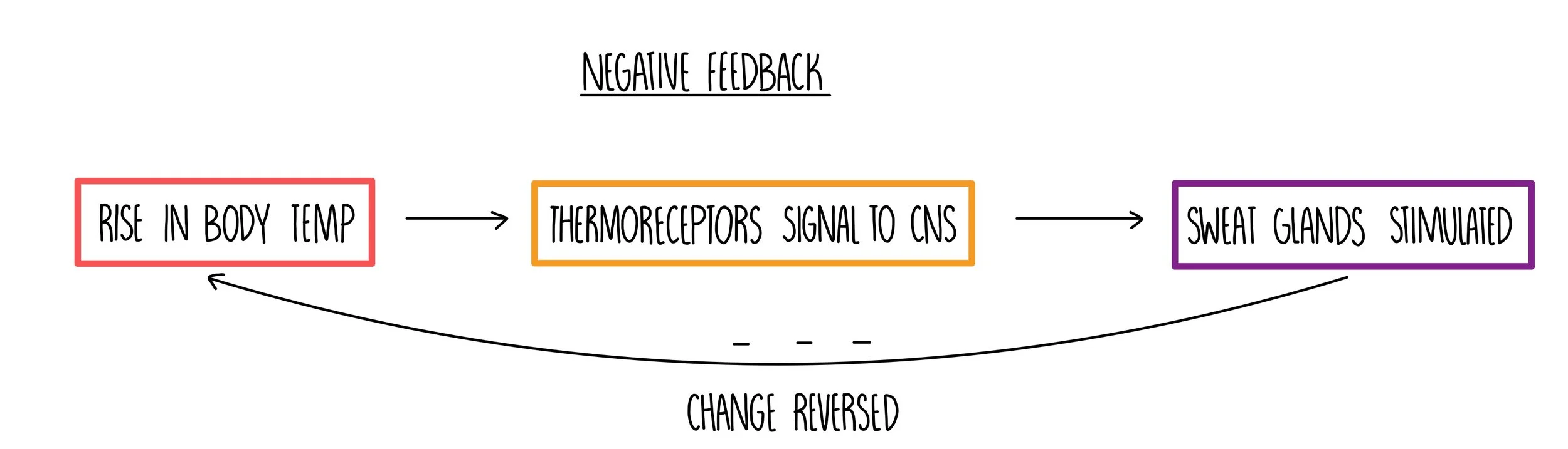 Homeostasis (A Level) — the science sauce