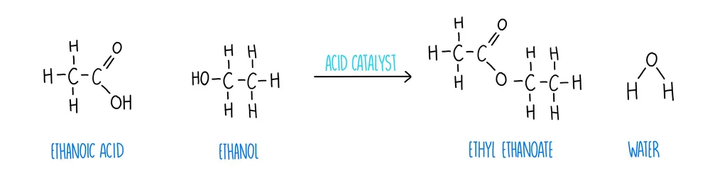 Carboxylic acids and esters — the science sauce