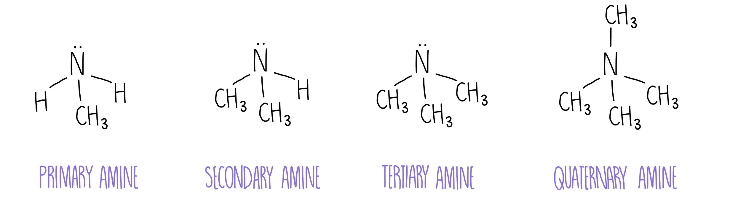 Amines, amides and amino acids* — the science sauce