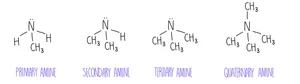 Amines, amides and amino acids* — the science sauce