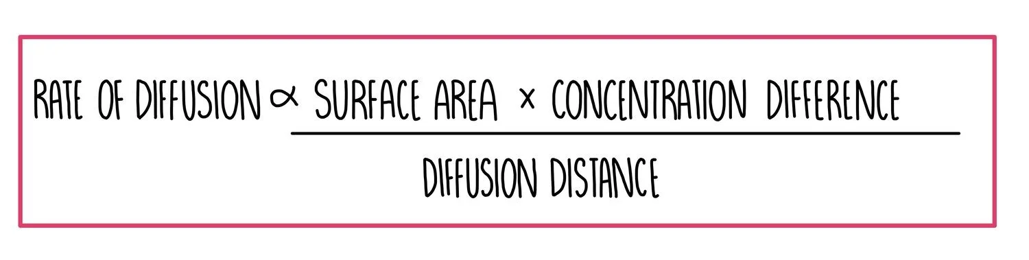 Gas Exchange and Cell Membranes Edexcel A — the science hive