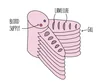 The Respiratory System OCR — the science sauce