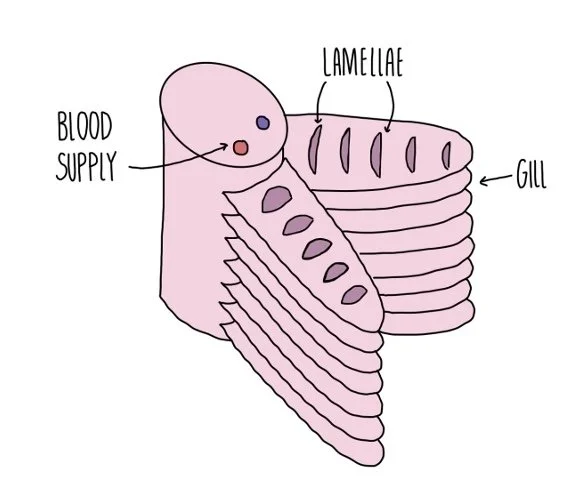 The Respiratory System OCR — the science sauce