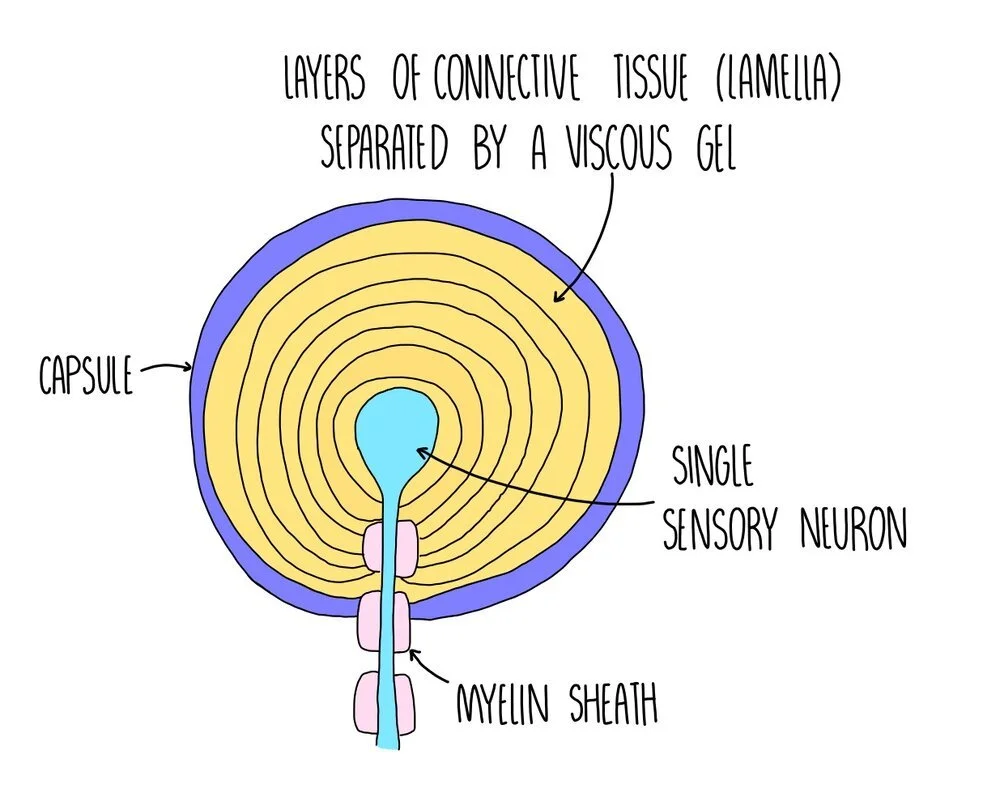 Responding to Stimuli AQA — the science sauce