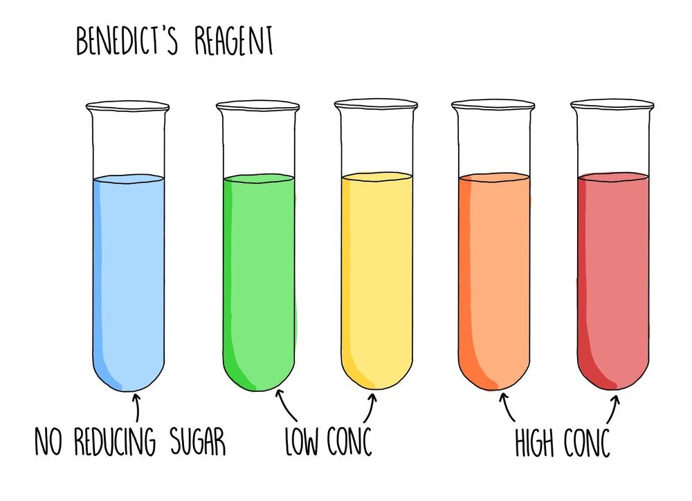Biological Molecules OCR — the science hive