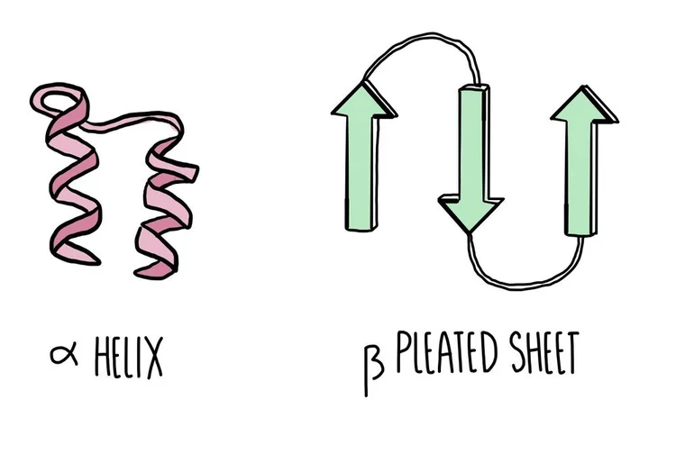 Proteins and Enzymes AQA — the science sauce