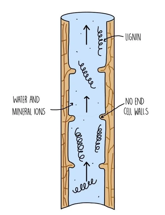 Transport in Plants AQA — the science sauce