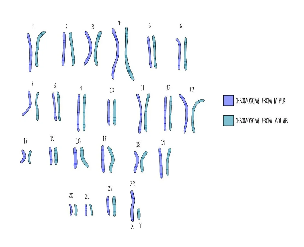 Dna And Protein Synthesis Aqa The Science Sauce