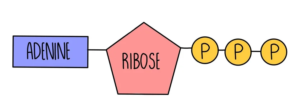 Nucleic Acids OCR — the science hive