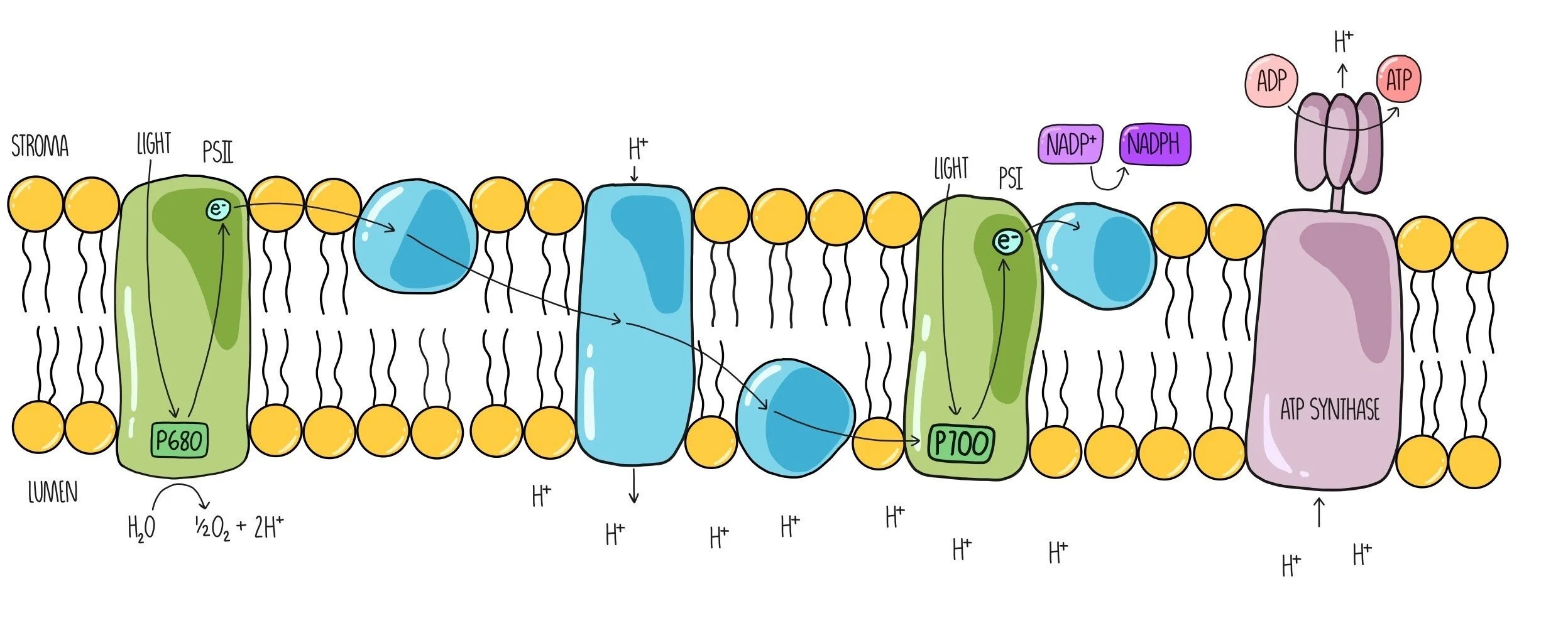 Photosynthesis OCR — the science sauce