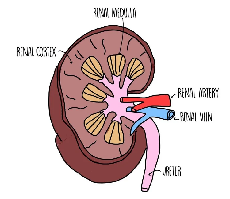 The Liver and Kidneys OCR — the science hive
