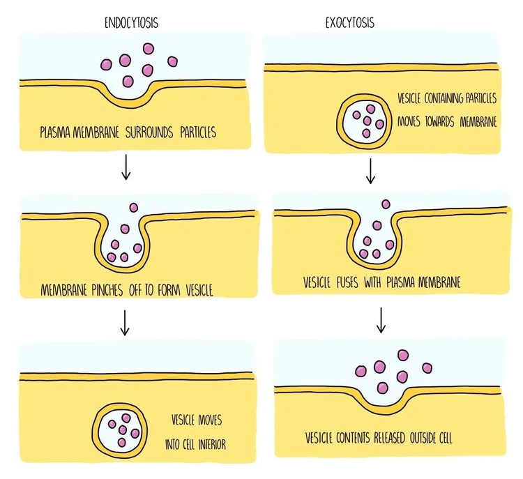 Cell Membranes OCR — the science sauce