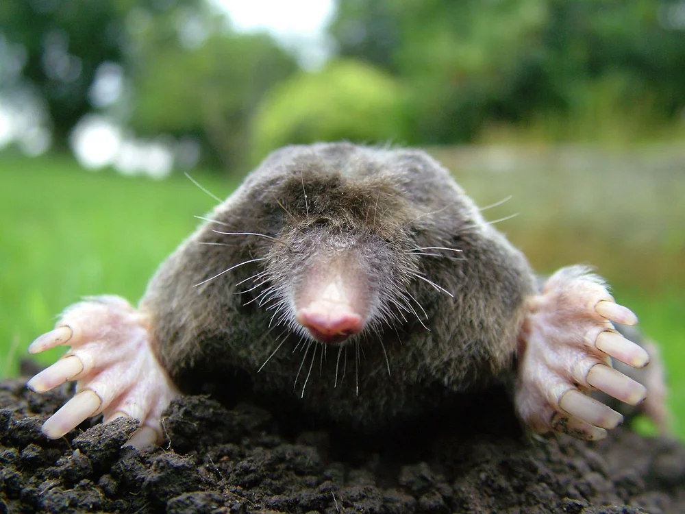 Classification and Evolution OCR — the science hive