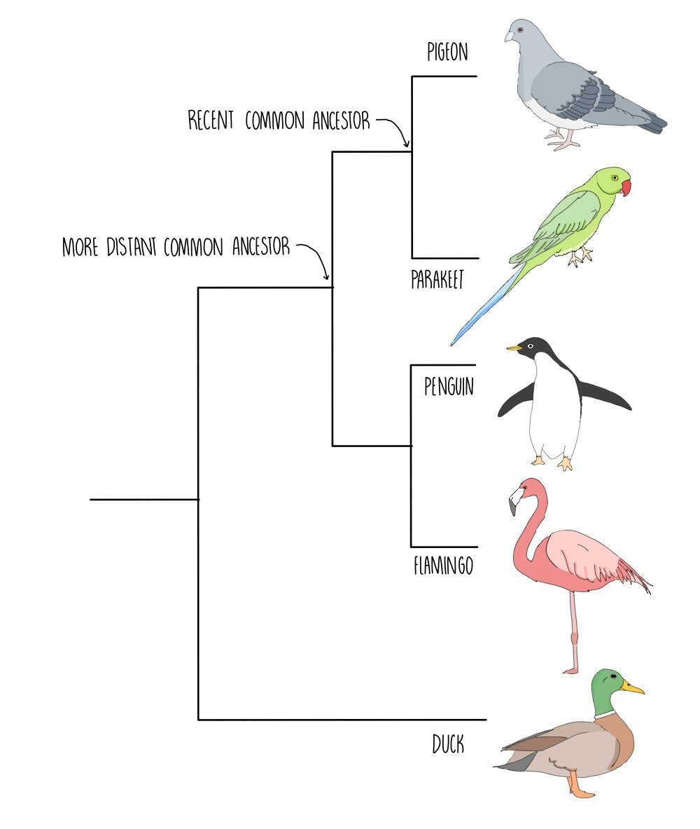 Classification and Evolution OCR — the science hive