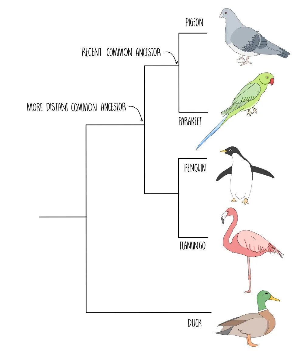 Classification and Evolution OCR — the science hive