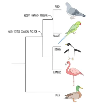 Classification and Evolution OCR — the science hive