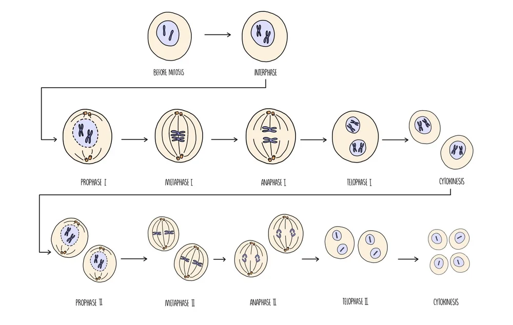 Sexual Reproduction and Meiosis Edexcel A — the science sauce