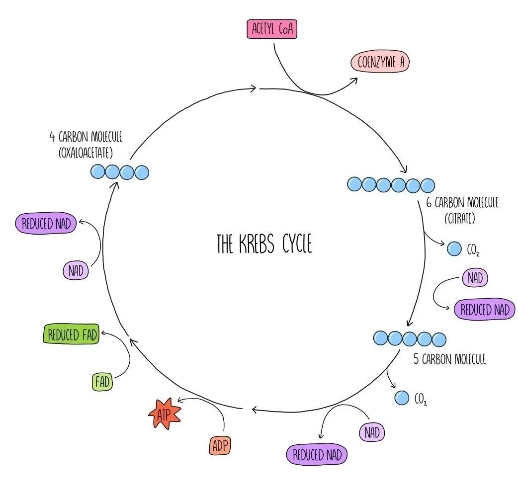 Respiration OCR — the science sauce