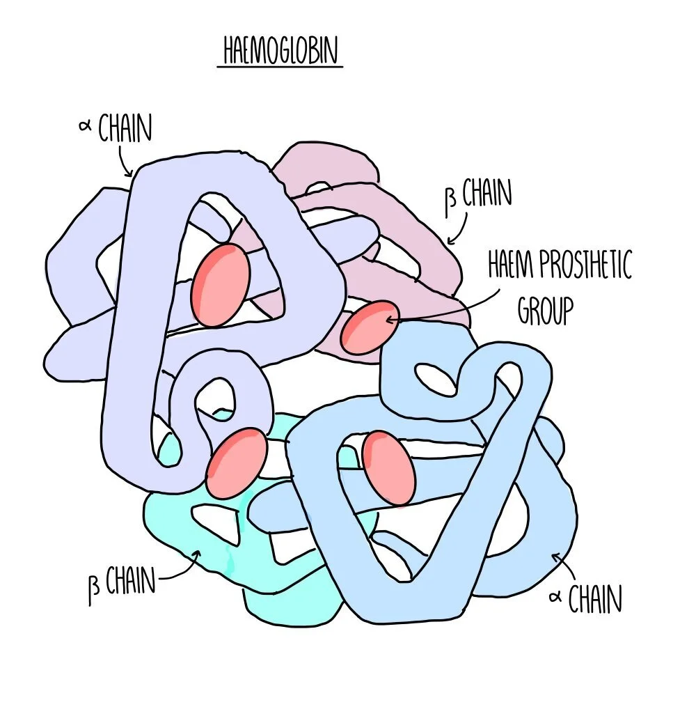 Proteins and Enzymes AQA — the science sauce