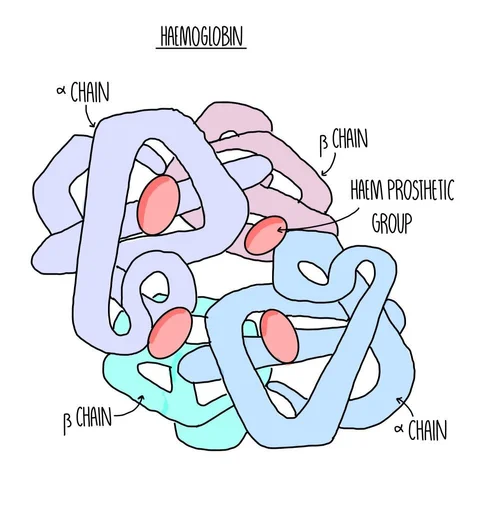 Proteins and Enzymes AQA — the science sauce