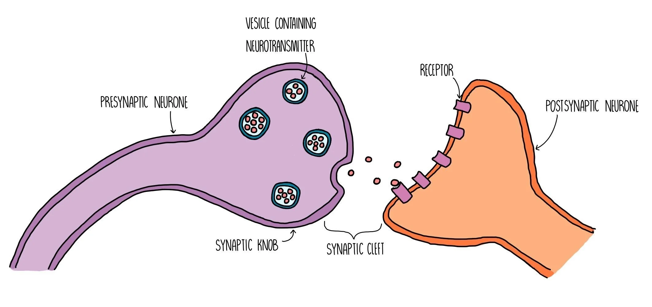 Nervous and Hormonal Communication Edexcel A — the science sauce