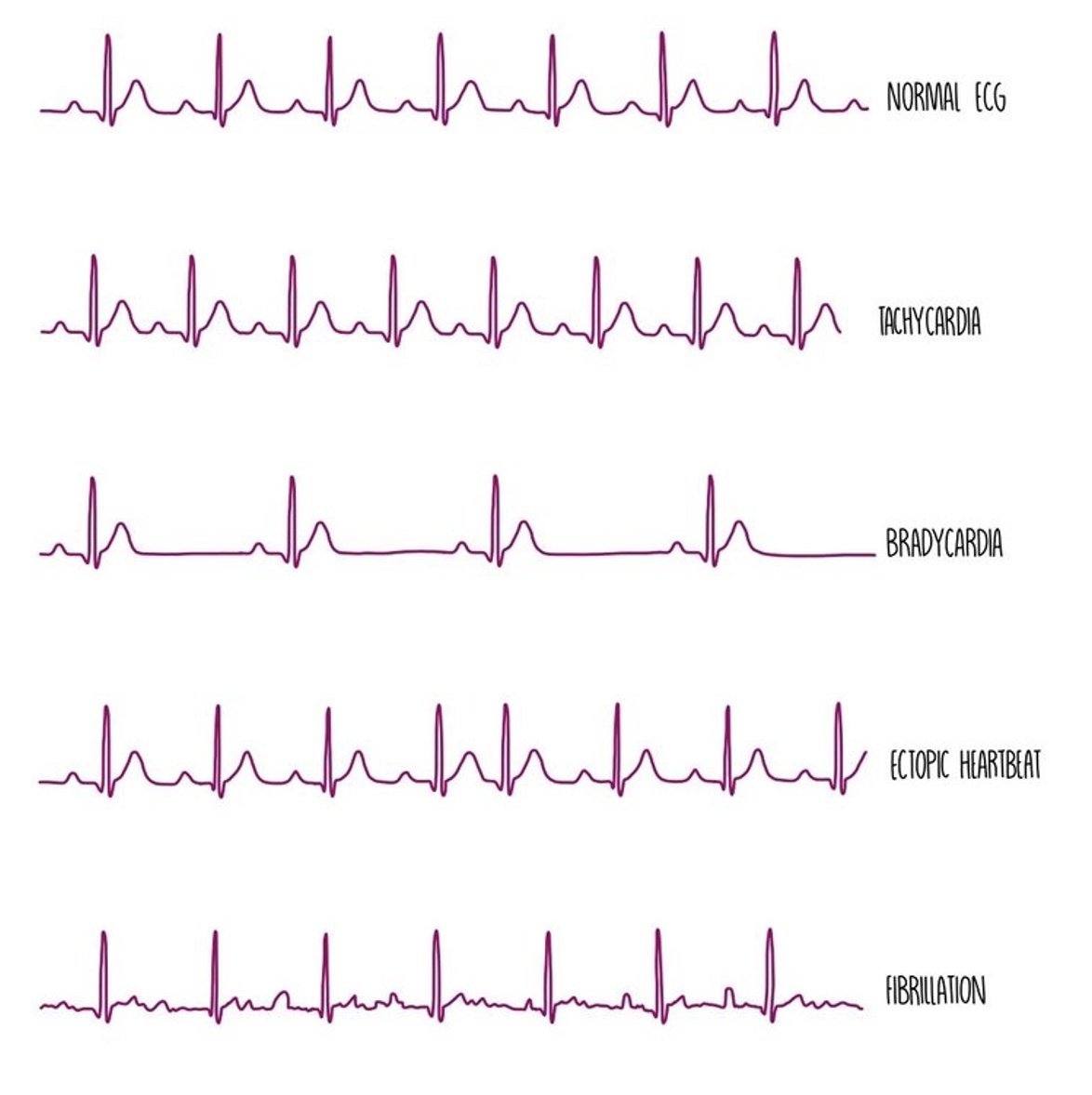 The Circulatory System OCR — the science sauce
