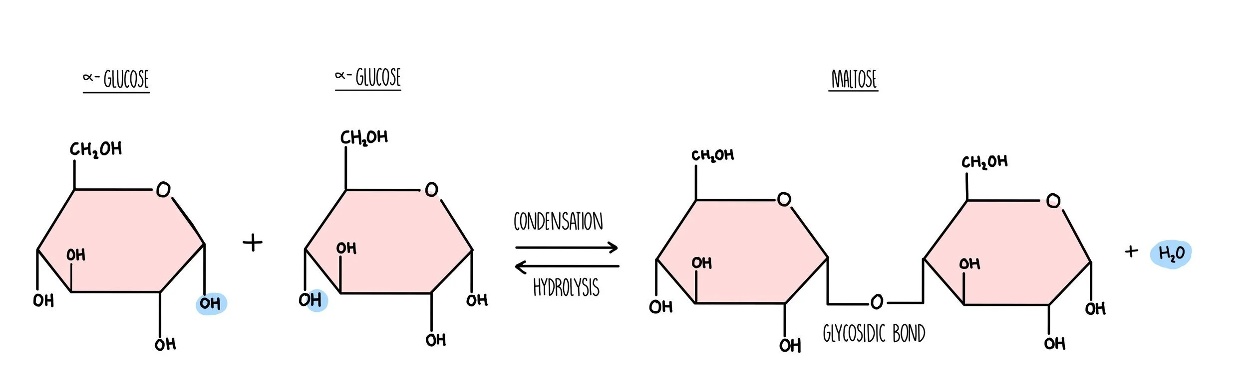 Carbohydrates and Lipids AQA — the science sauce