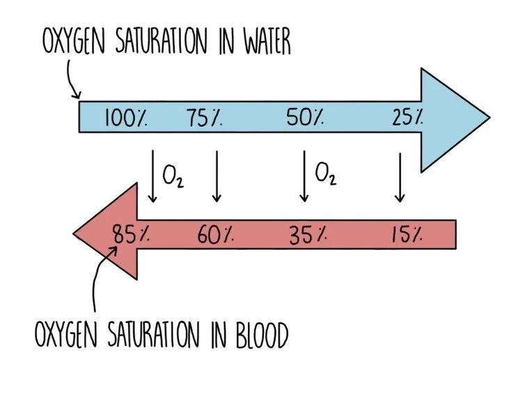 Gas Exchange AQA — the science sauce