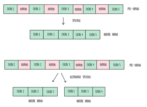 Dna And Protein Synthesis Aqa The Science Sauce