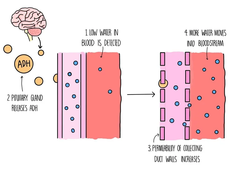 The Liver and Kidneys OCR — the science hive