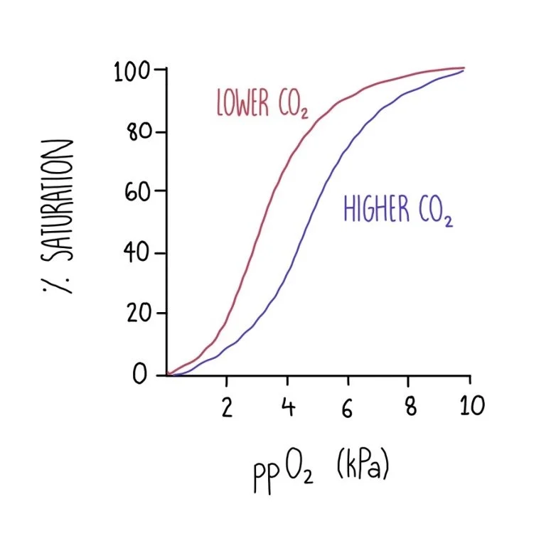 The Circulatory System OCR — the science sauce