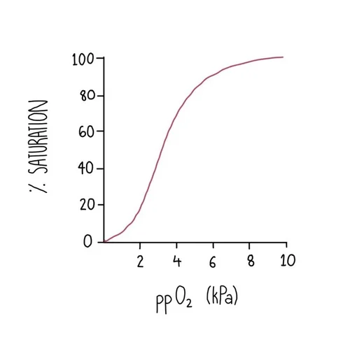 The Circulatory System OCR — the science sauce