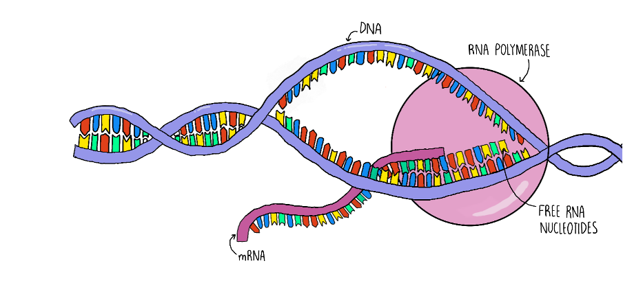 Dna And Protein Synthesis Aqa The Science Hive