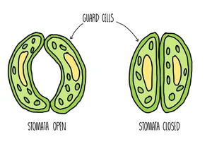 Gas Exchange AQA — the science sauce