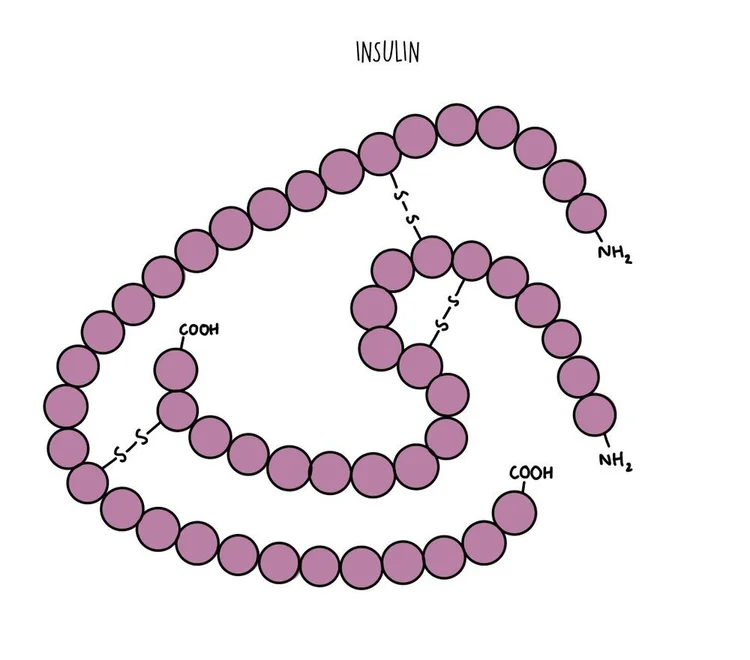 Proteins and Enzymes Edexcel A — the science sauce