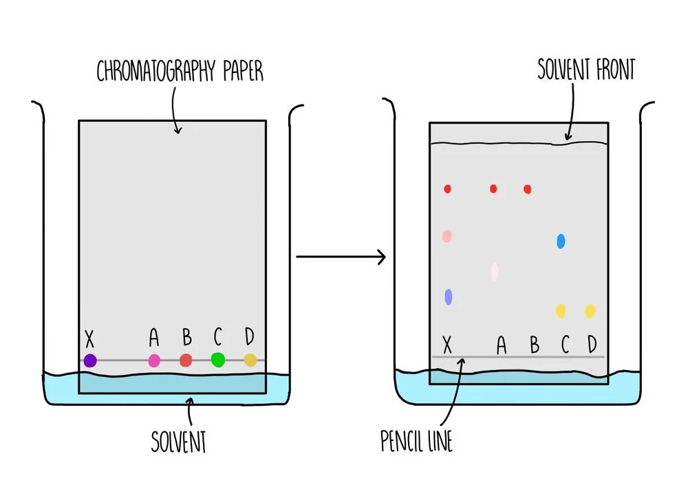 Photosynthesis AQA — the science sauce