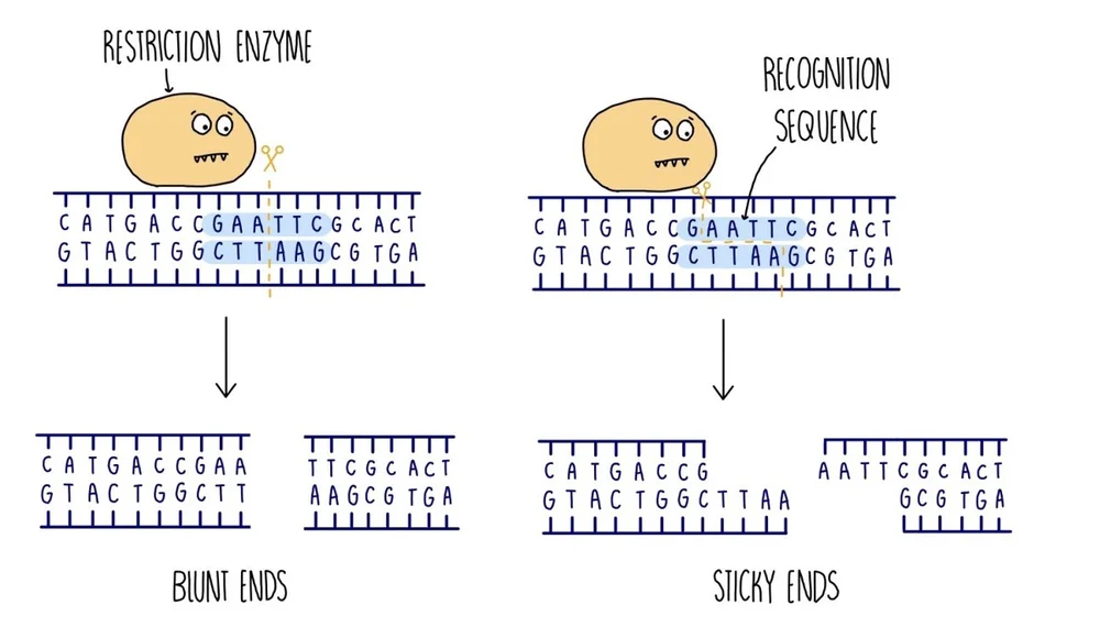 Genetic Manipulation OCR — the science sauce