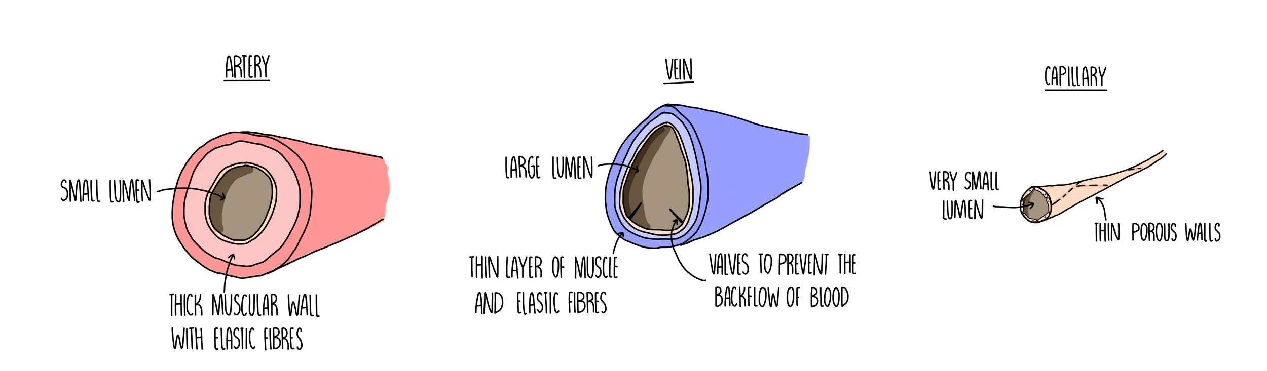The Circulatory System OCR — the science sauce