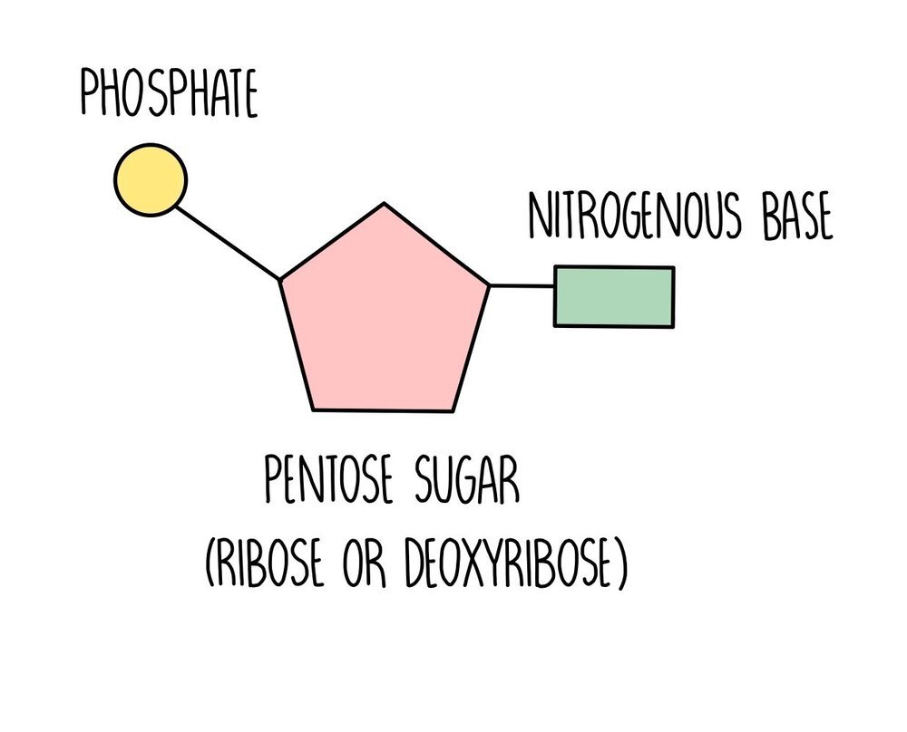 Nucleic Acids And Replication Aqa — The Science Hive