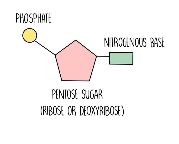 Nucleic Acids and Replication AQA — the science hive