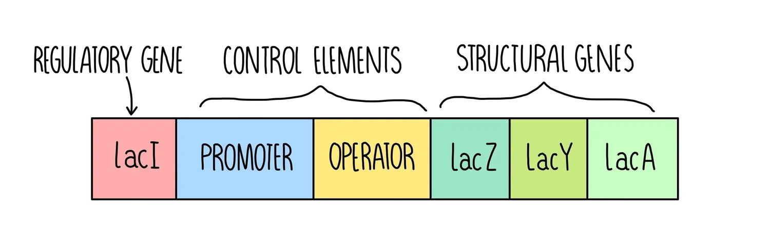 Cellular Control OCR — the science sauce